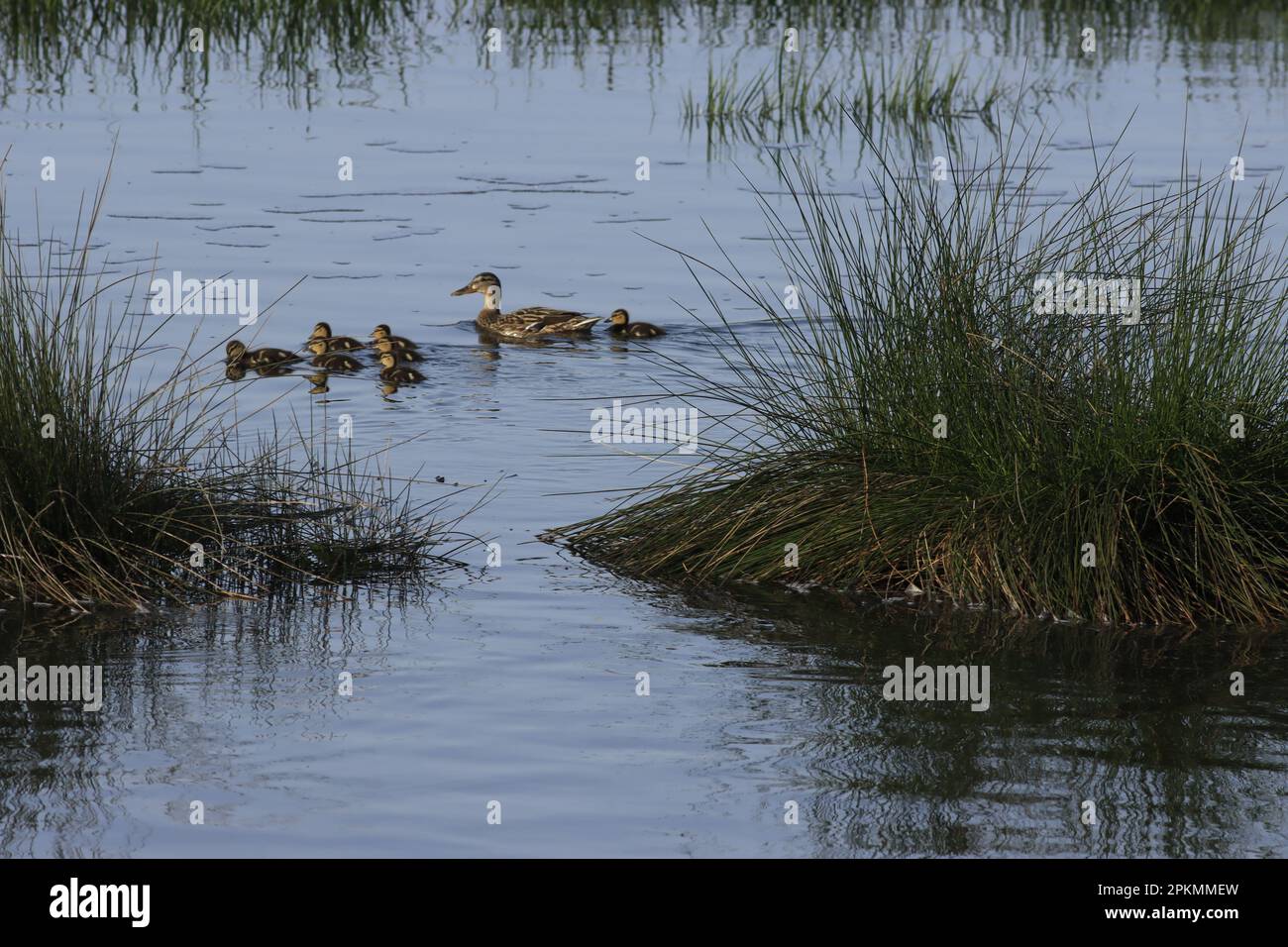 Hierbas verdes -Fotos und -Bildmaterial in hoher Auflösung – Alamy