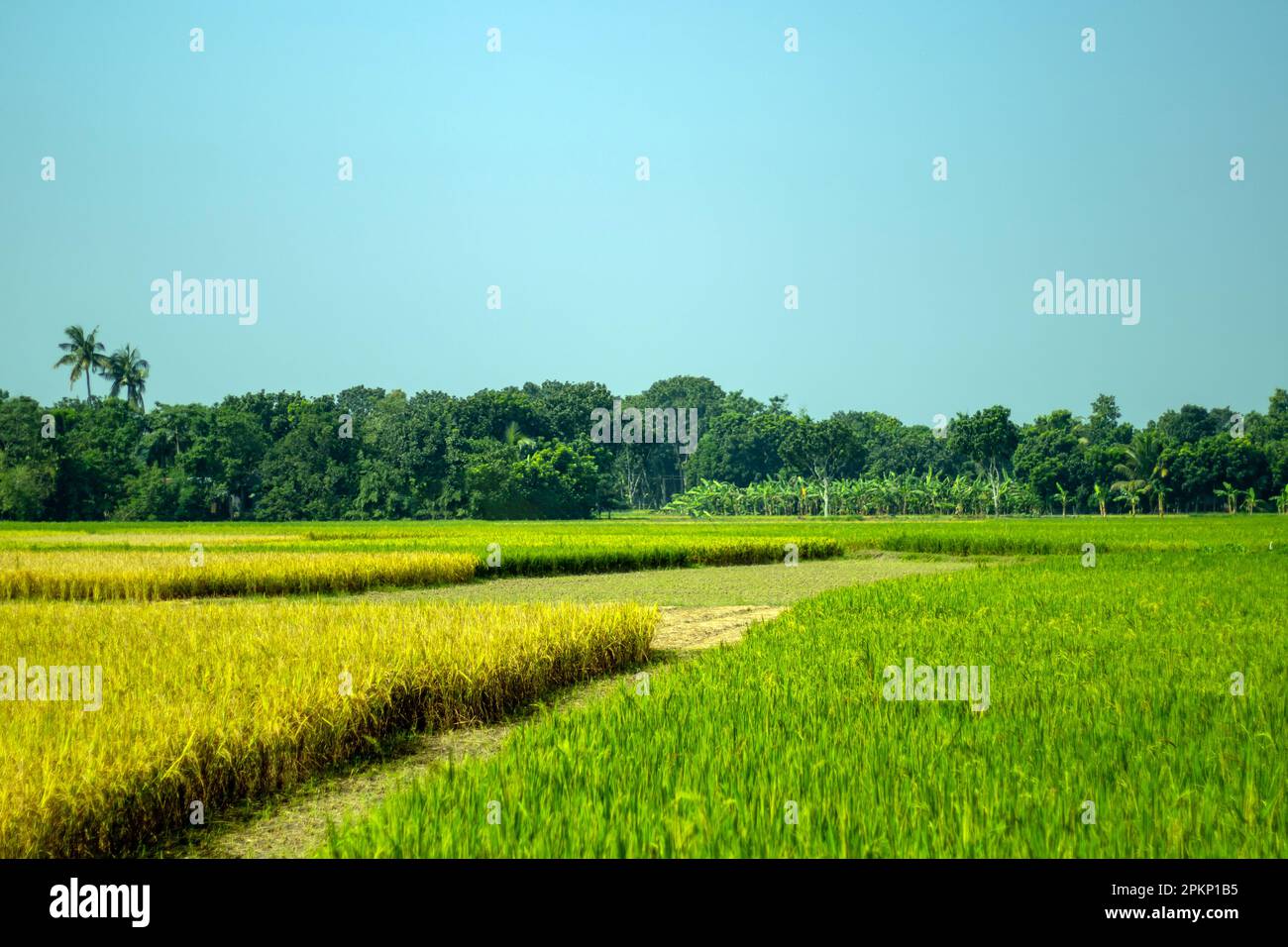 Reis wird reif und hat eine Farbe von grün bis golden. Der süße Duft ...