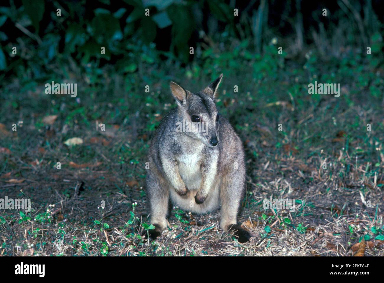 Queensland Rock Kangaroo, Queensland Rock Kangaroo, Queensland Rock ...