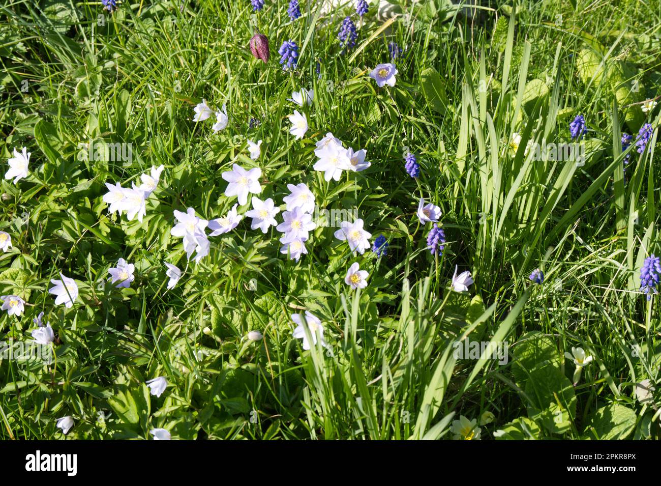 Blassblaue Frühlingsblumen aus Holzanemone, Anemone nemorosa ...