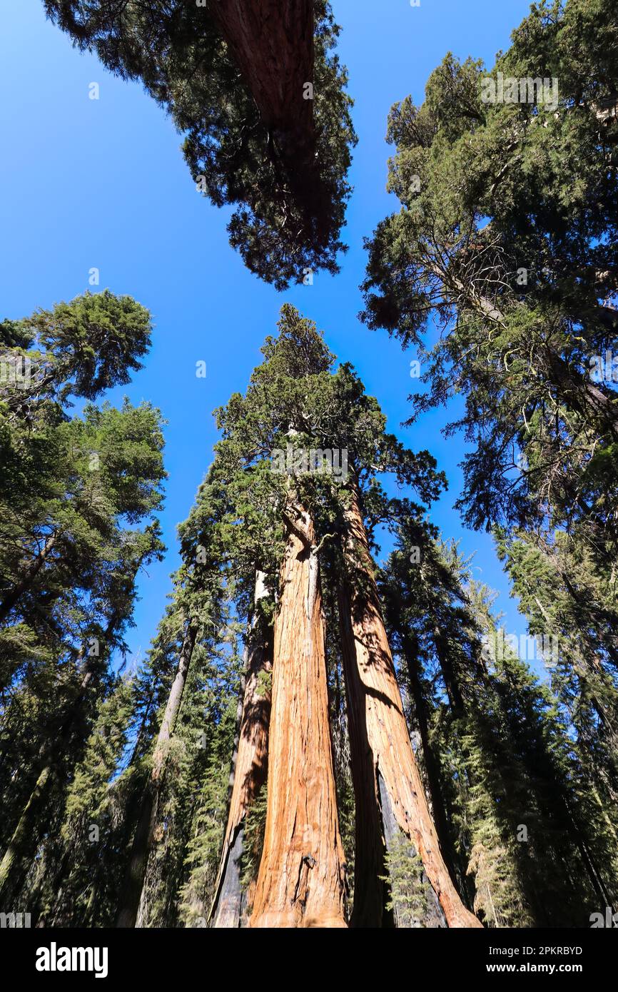 General sherman rotholzbaum -Fotos und -Bildmaterial in hoher Auflösung ...