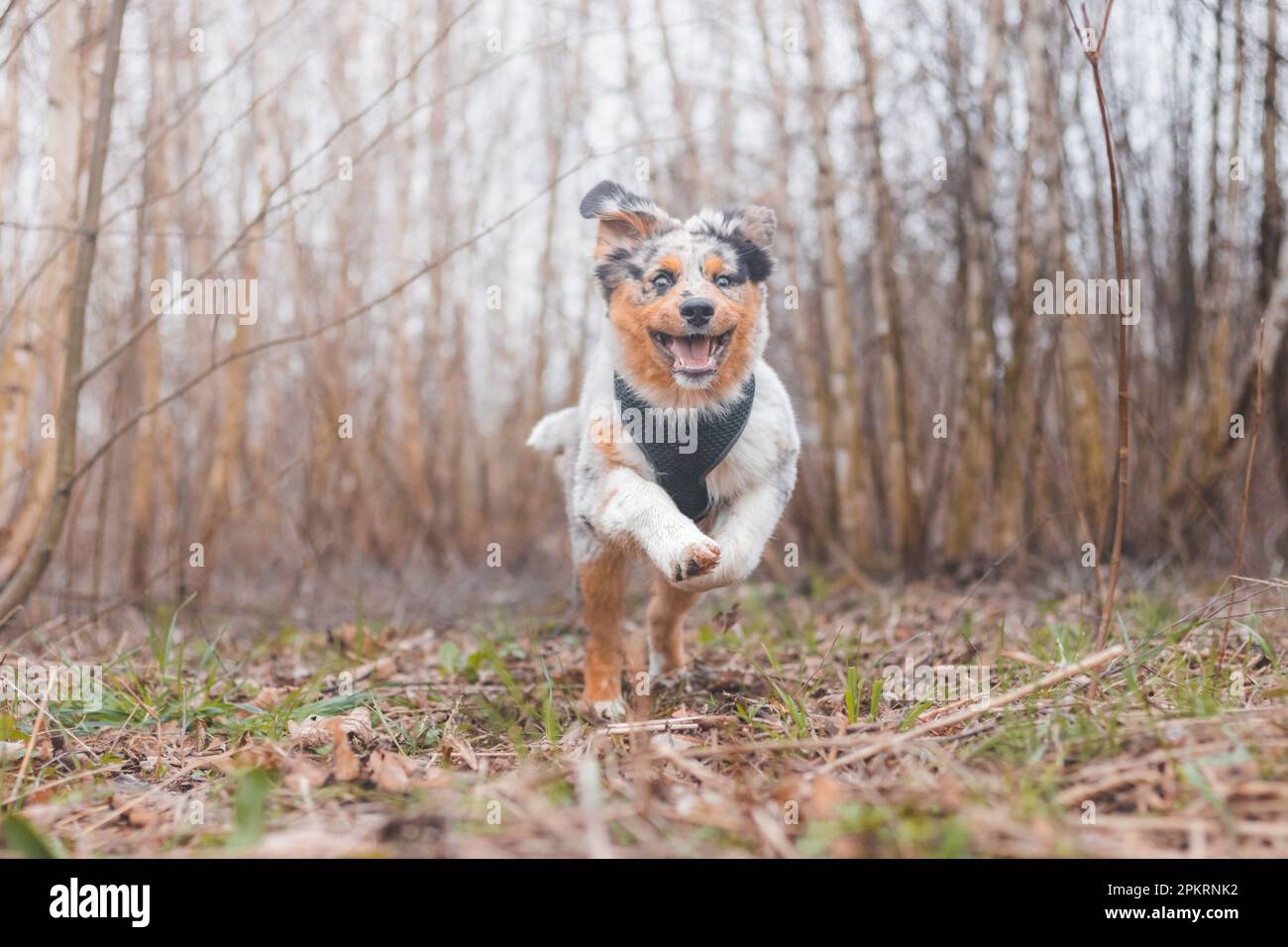 Das Leben eines rauschenden australischen Schäferhündchens. Ein blauer ...