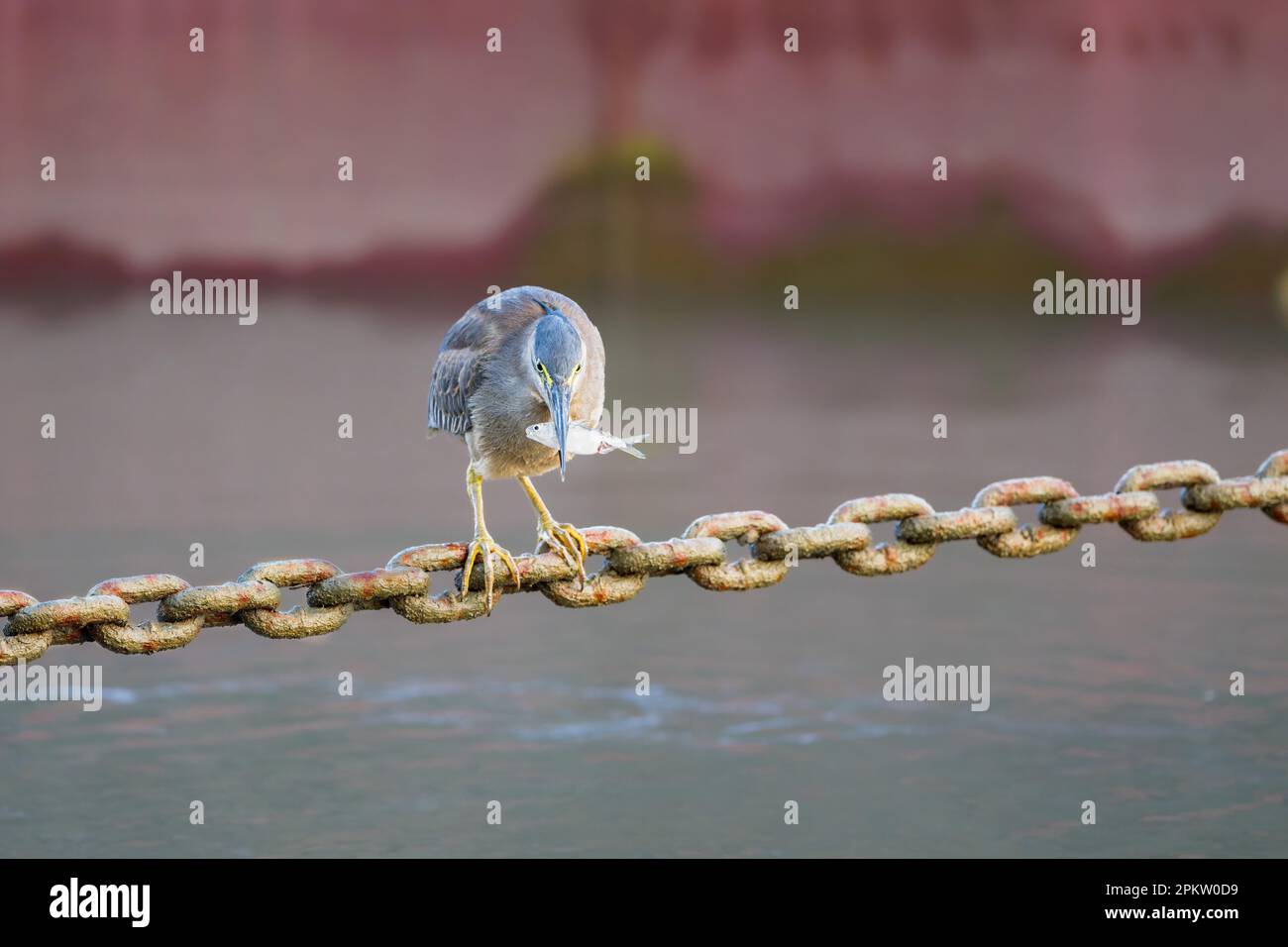 Ein einzelner erwachsener Reiher mit Fischen im Schnabel, der eine ...