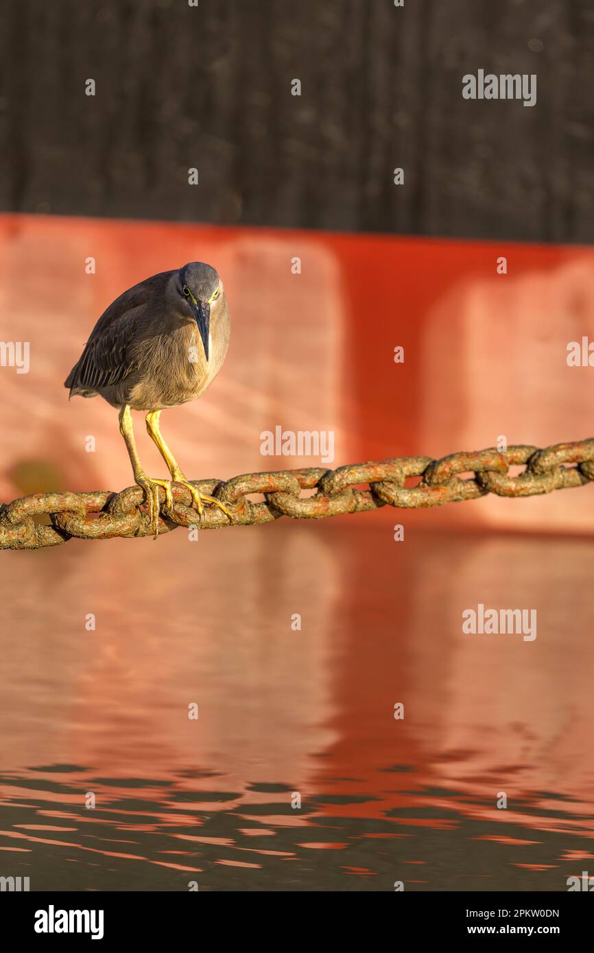 Ein erwachsener Streifenreiher, der eine Helipad-Ankerkette als ...