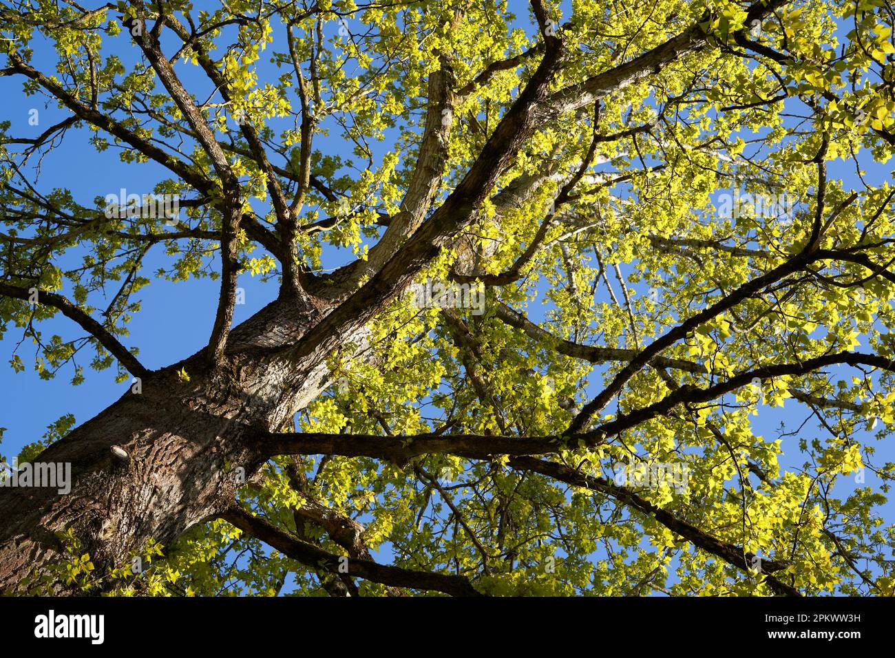 Baum Berliner Pappel (Populus x berolinensis, Berliner Pappel ...