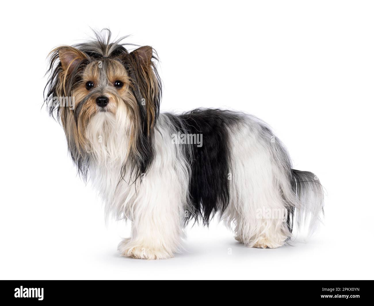 Biewer yorkshire terrier -Fotos und -Bildmaterial in hoher Auflösung ...