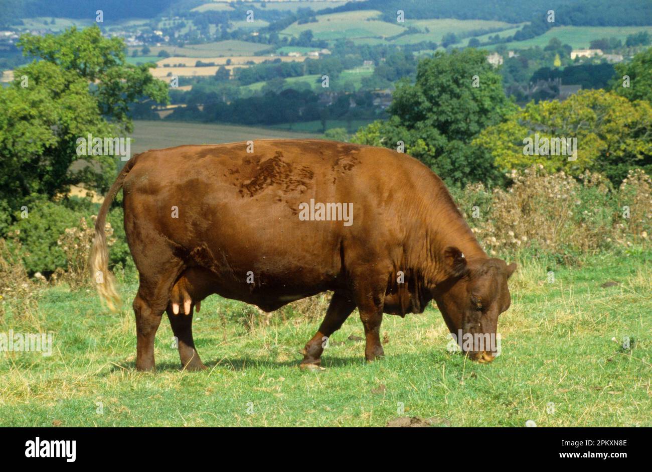 Kuh seitlich -Fotos und -Bildmaterial in hoher Auflösung – Alamy