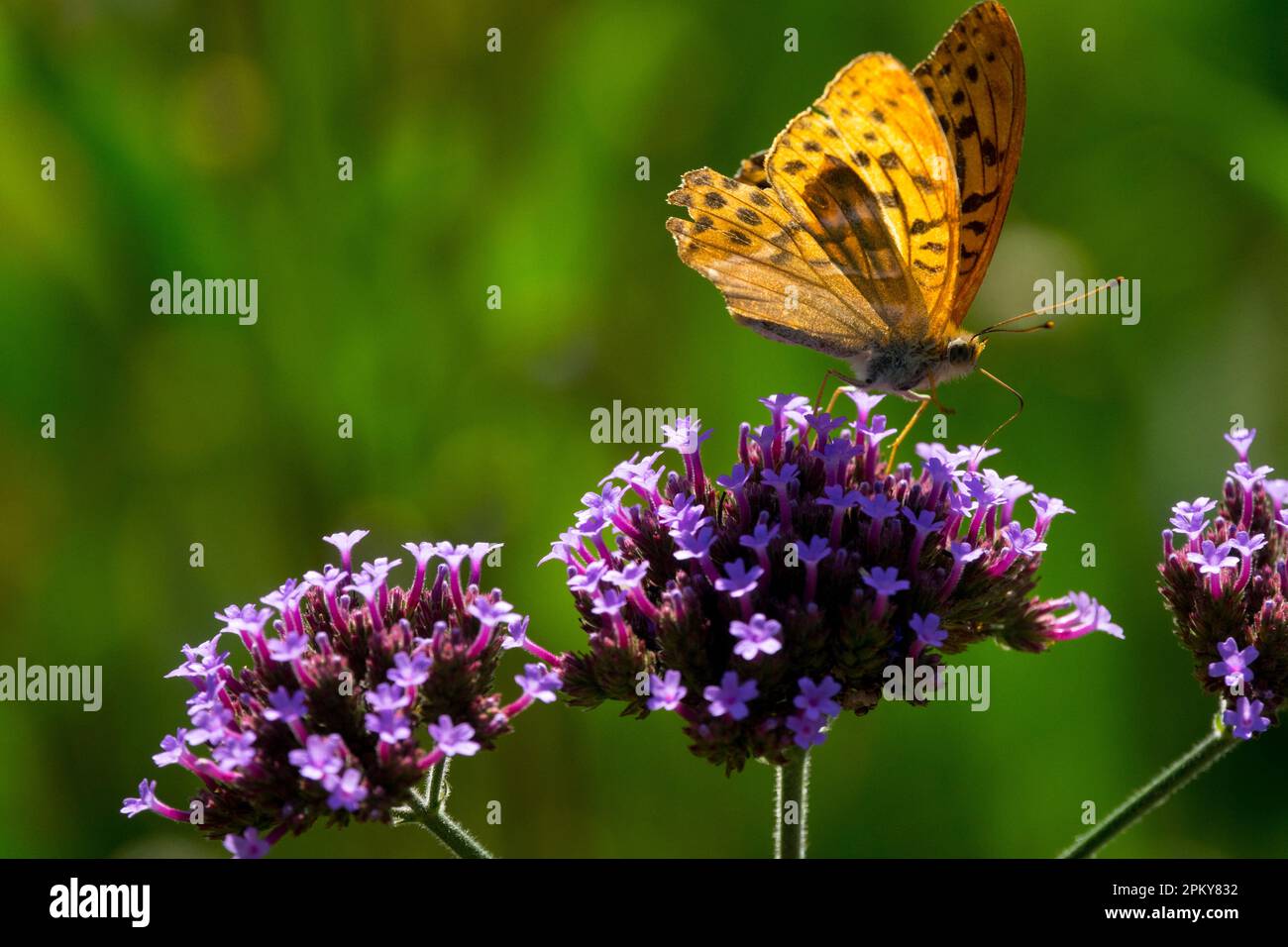Verbena plants -Fotos und -Bildmaterial in hoher Auflösung – Alamy