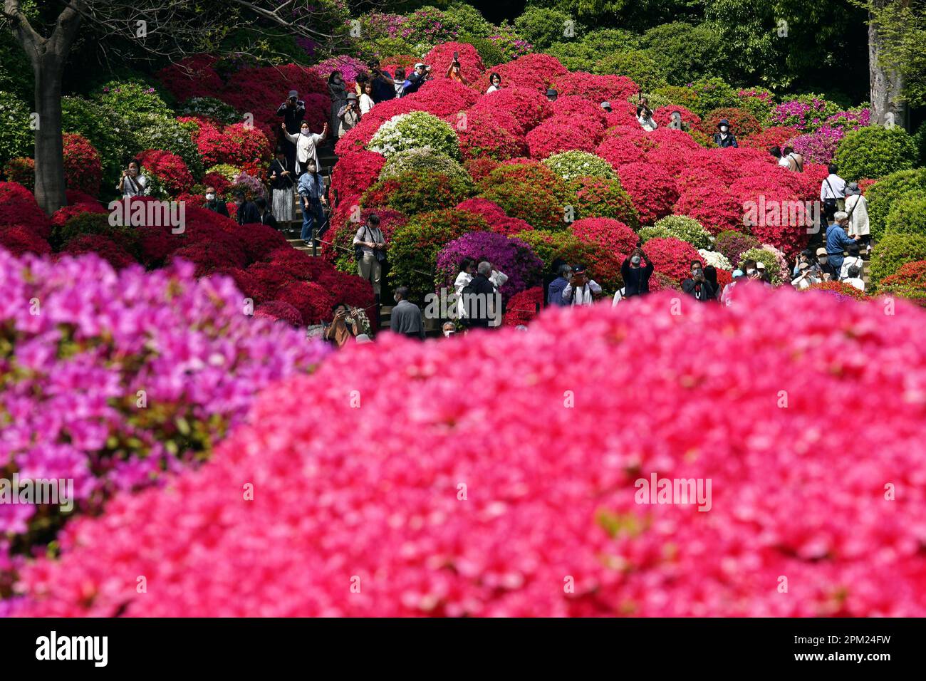 Visitors walk through azalea blossoms at Nezu Shrine on a mild spring ...