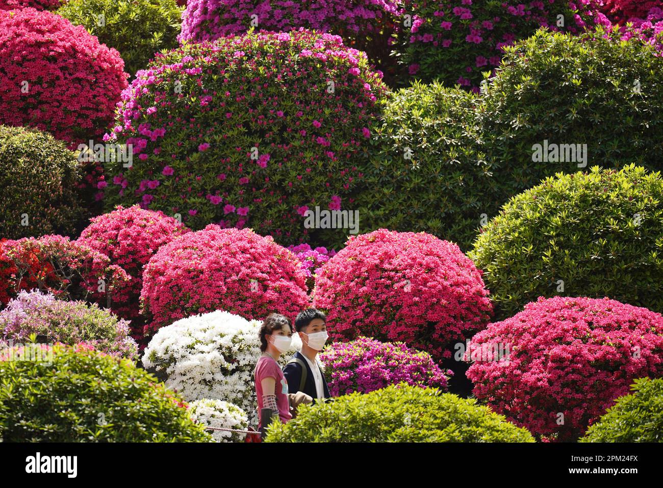 Visitors walk through azalea blossoms at Nezu Shrine on a mild spring ...