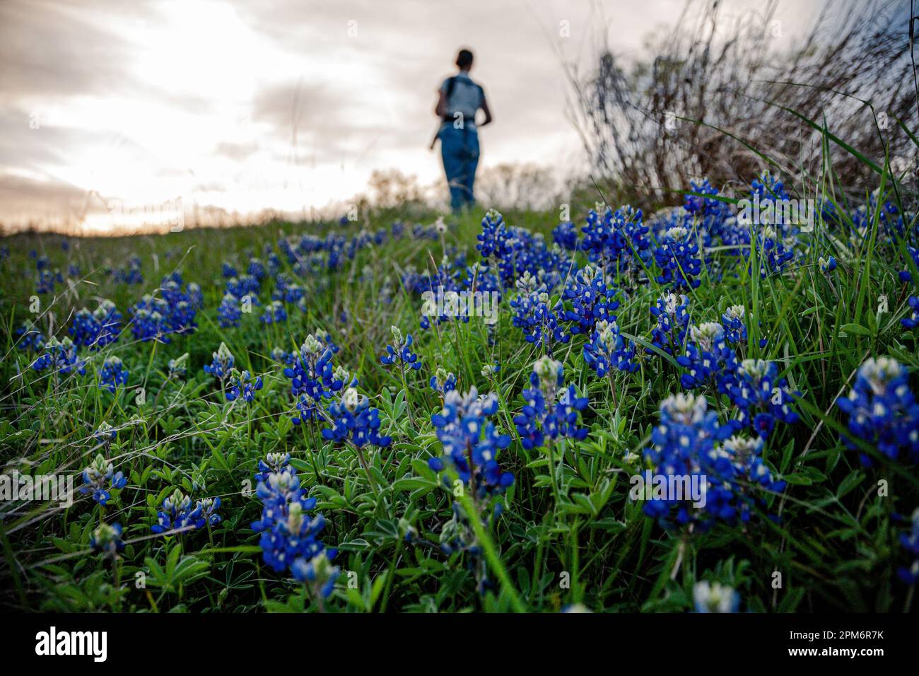 8. April 2023, Argyle, Texas, Vereinigte Staaten: 4/8/23 Wildblumen in ...
