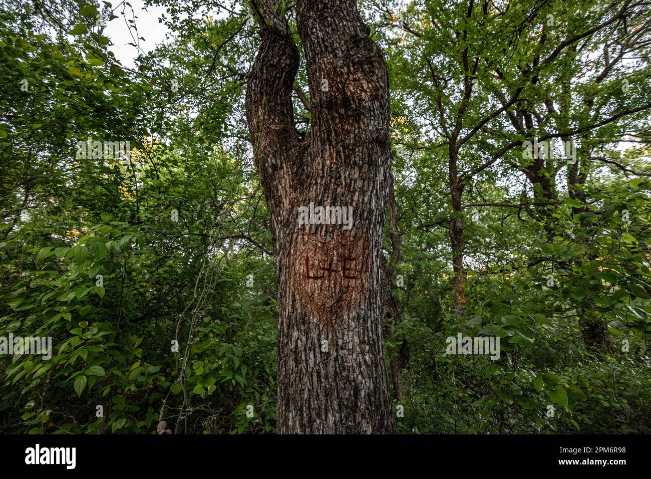 Argyle, Texas, USA. 11. April 2023. 4/11/23 die Wildblumen von Argyle ...