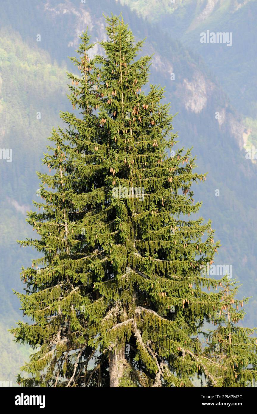 Europäische Fichte oder Kaiserfichte (Picea abies) ist ein immergrüner ...
