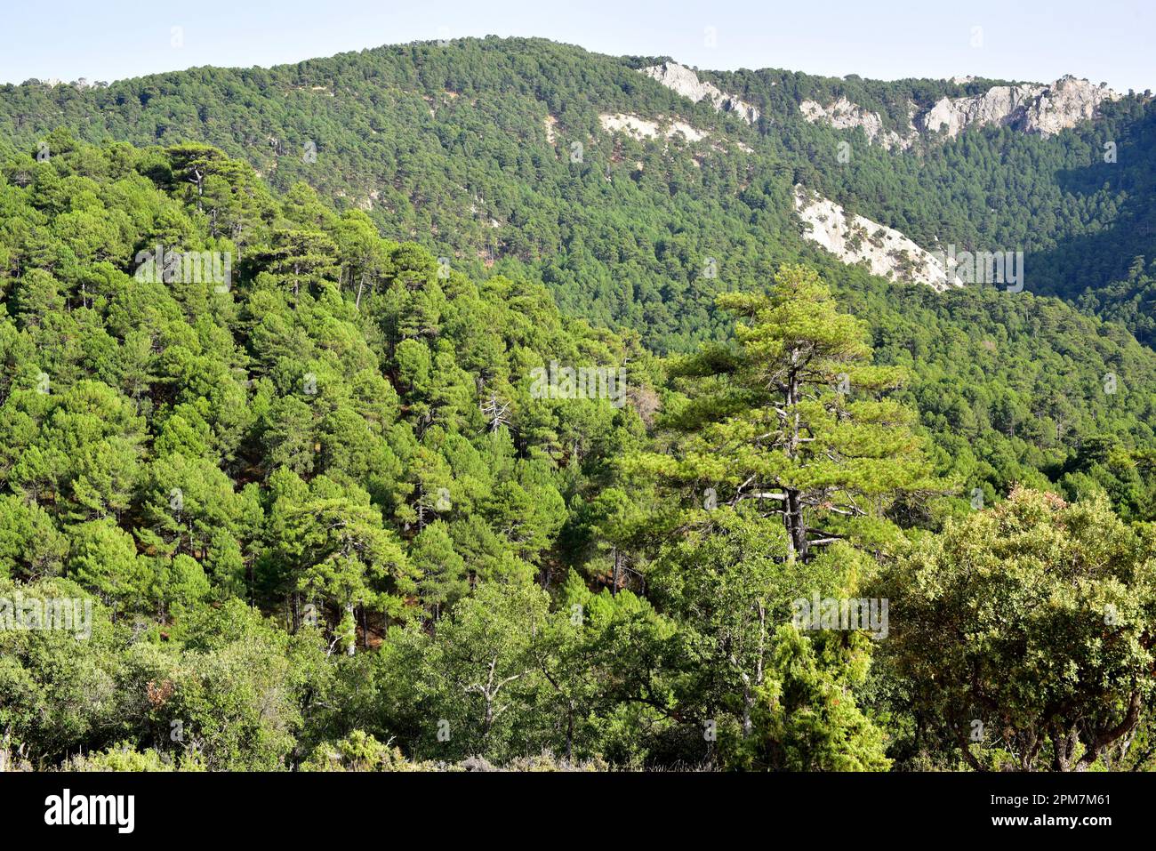 Mischwald im mixed forest in -Fotos und -Bildmaterial in hoher ...
