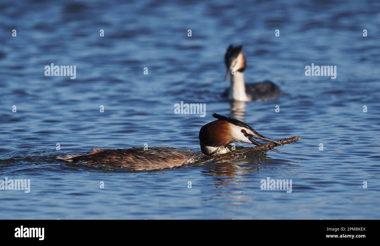 April ist die Zeit für eine fortgesetzte Paarverbindung, die zum ...