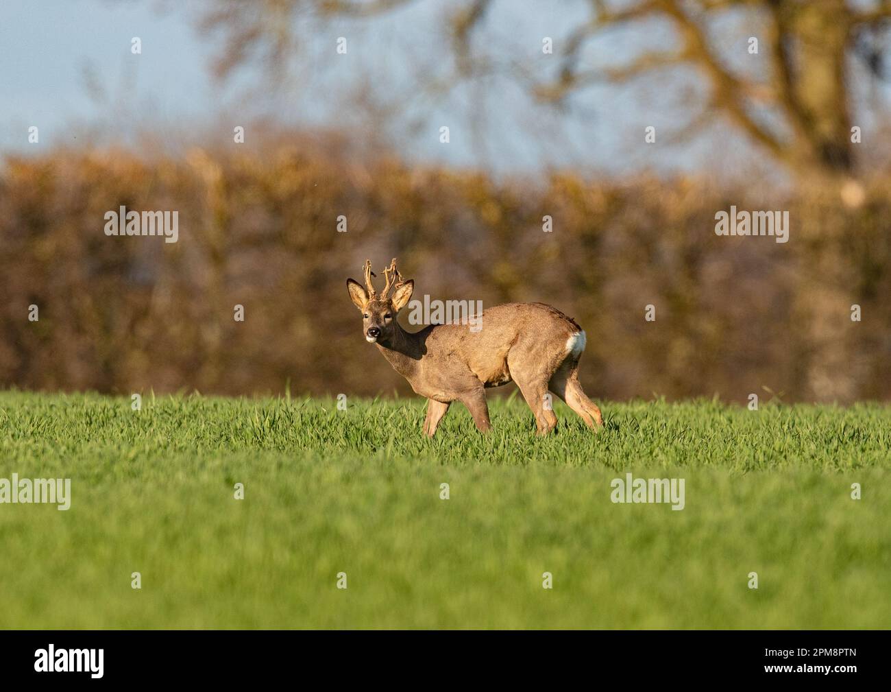 Rehe frühling -Fotos und -Bildmaterial in hoher Auflösung – Alamy
