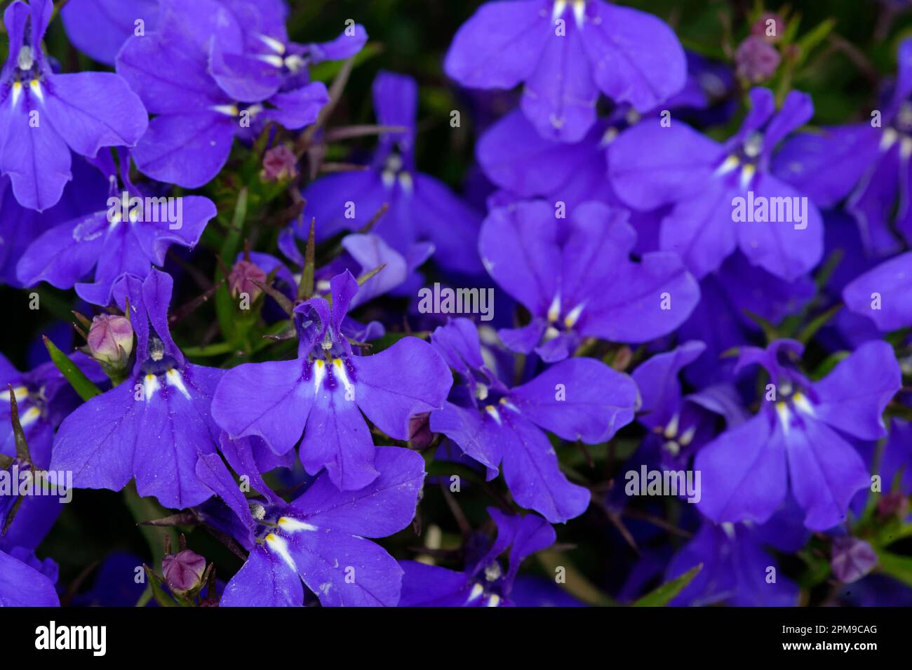 Lobeliaceae family -Fotos und -Bildmaterial in hoher Auflösung – Alamy