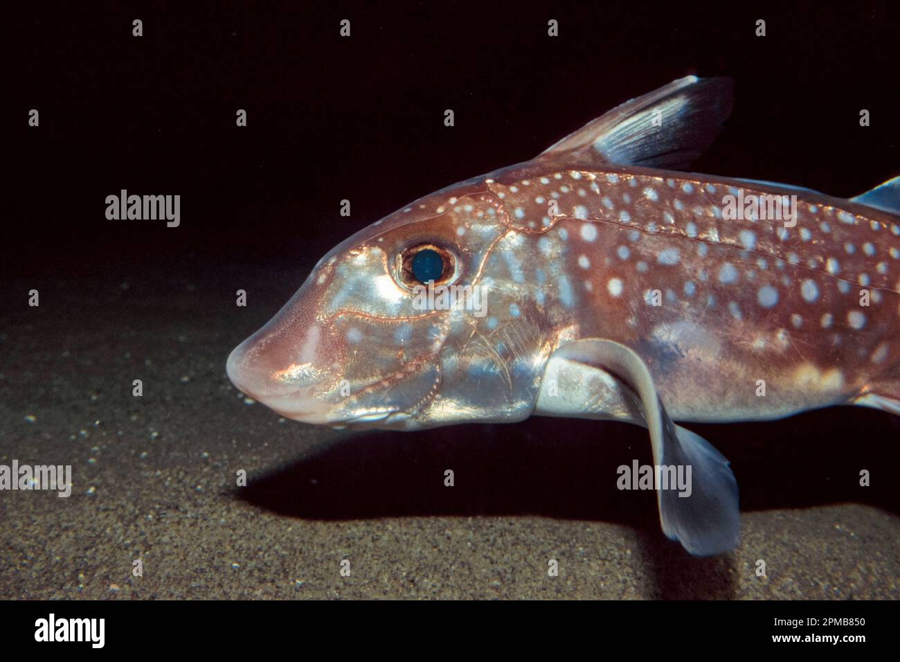 Chimaera, gefleckter Rattenfisch, Geisterhai (c), Hydrolagus colliei ...
