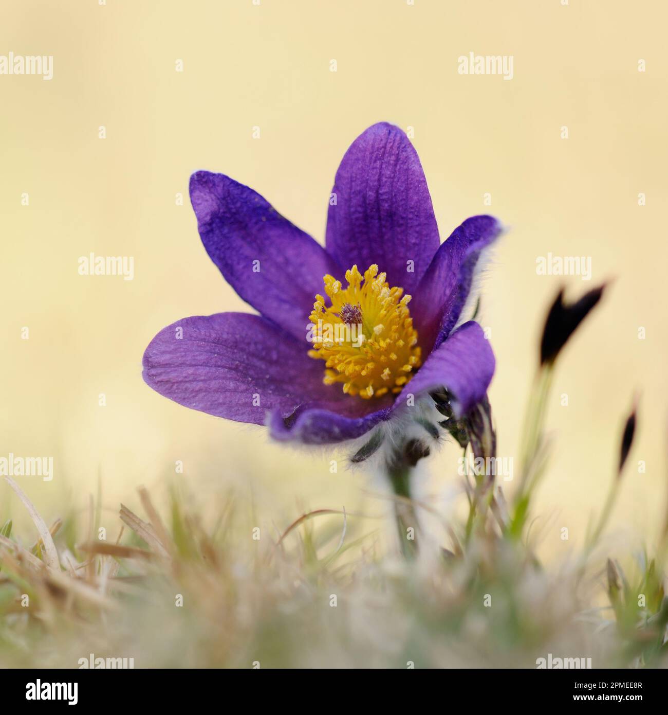 Blume wilde blume -Fotos und -Bildmaterial in hoher Auflösung – Alamy