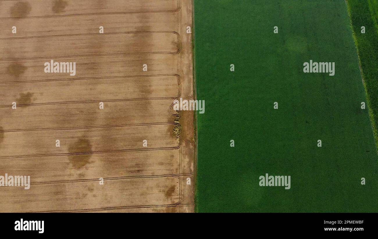 Landwirtschaftliche Felder. Gelbe und grüne landwirtschaftliche Felder mit reifem Weizen und ...