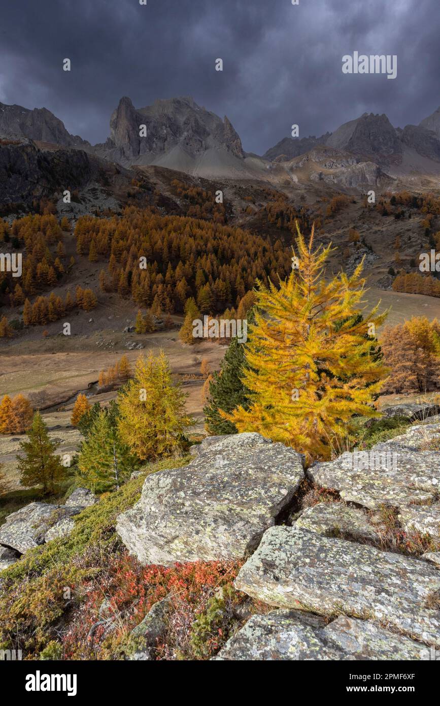 Frankreich, Hautes-Alpes, Névache, La Clarée-Tal, im Hintergrund das ...