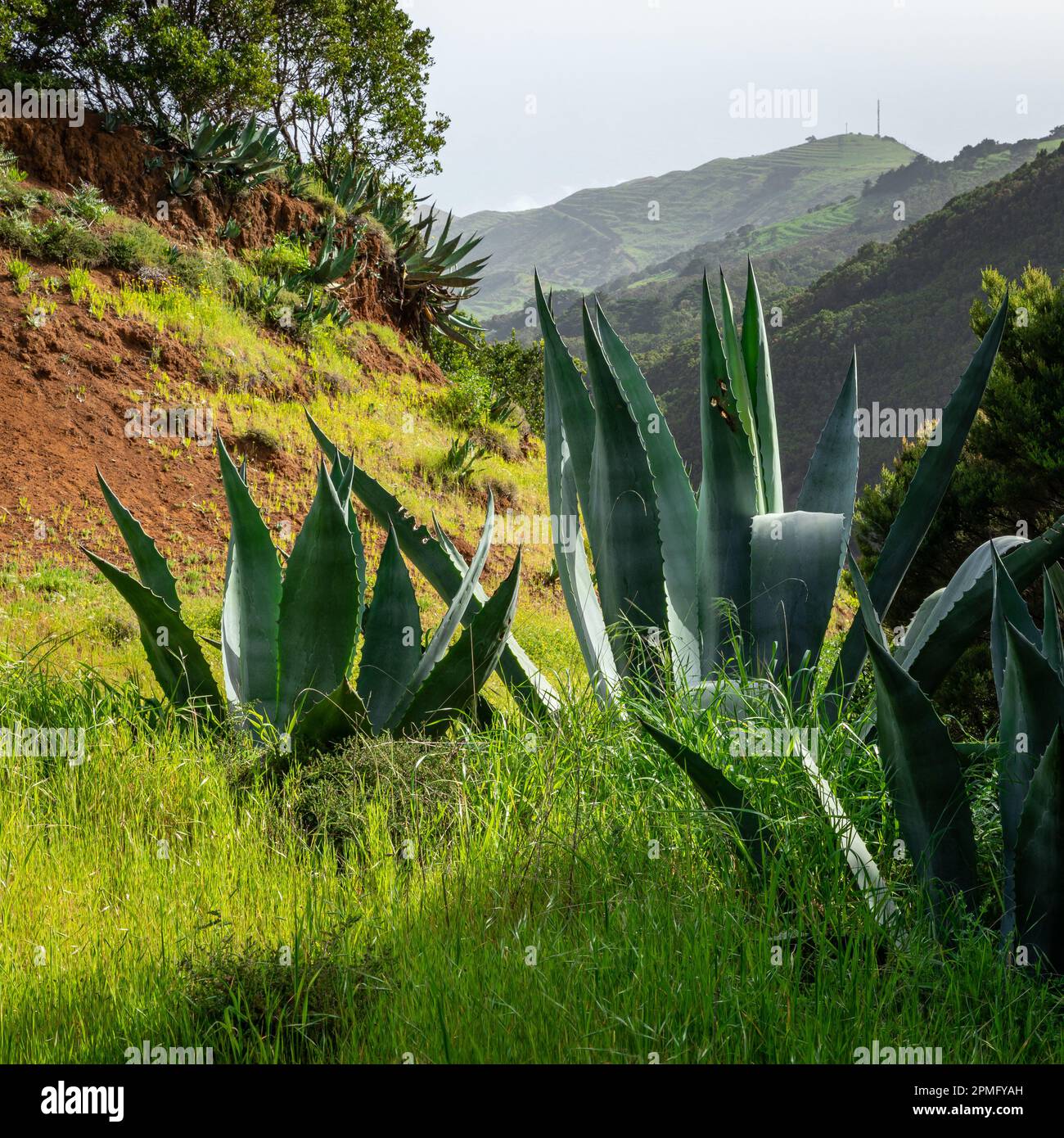 Insel El Hierro. Agave wächst in rotem Boden. Grüne vulkanische Hügel ...