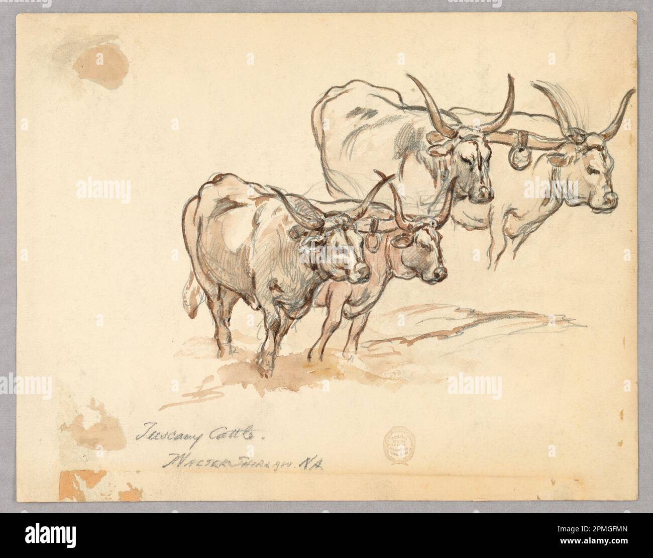 Rinder in der toskana -Fotos und -Bildmaterial in hoher Auflösung – Alamy