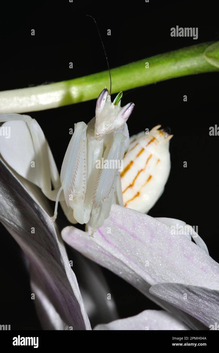 Hymenopus coronatus, Orchieen-Mantis, Kronenfangschrecke ...
