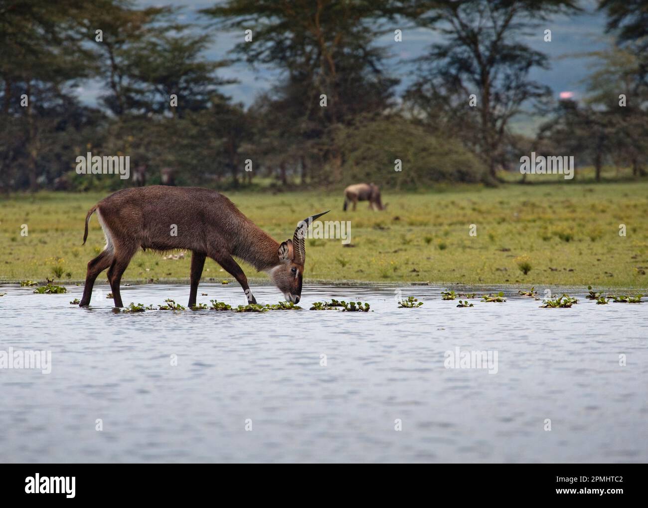 Ein defassa wasserbock im wasser -Fotos und -Bildmaterial in hoher ...