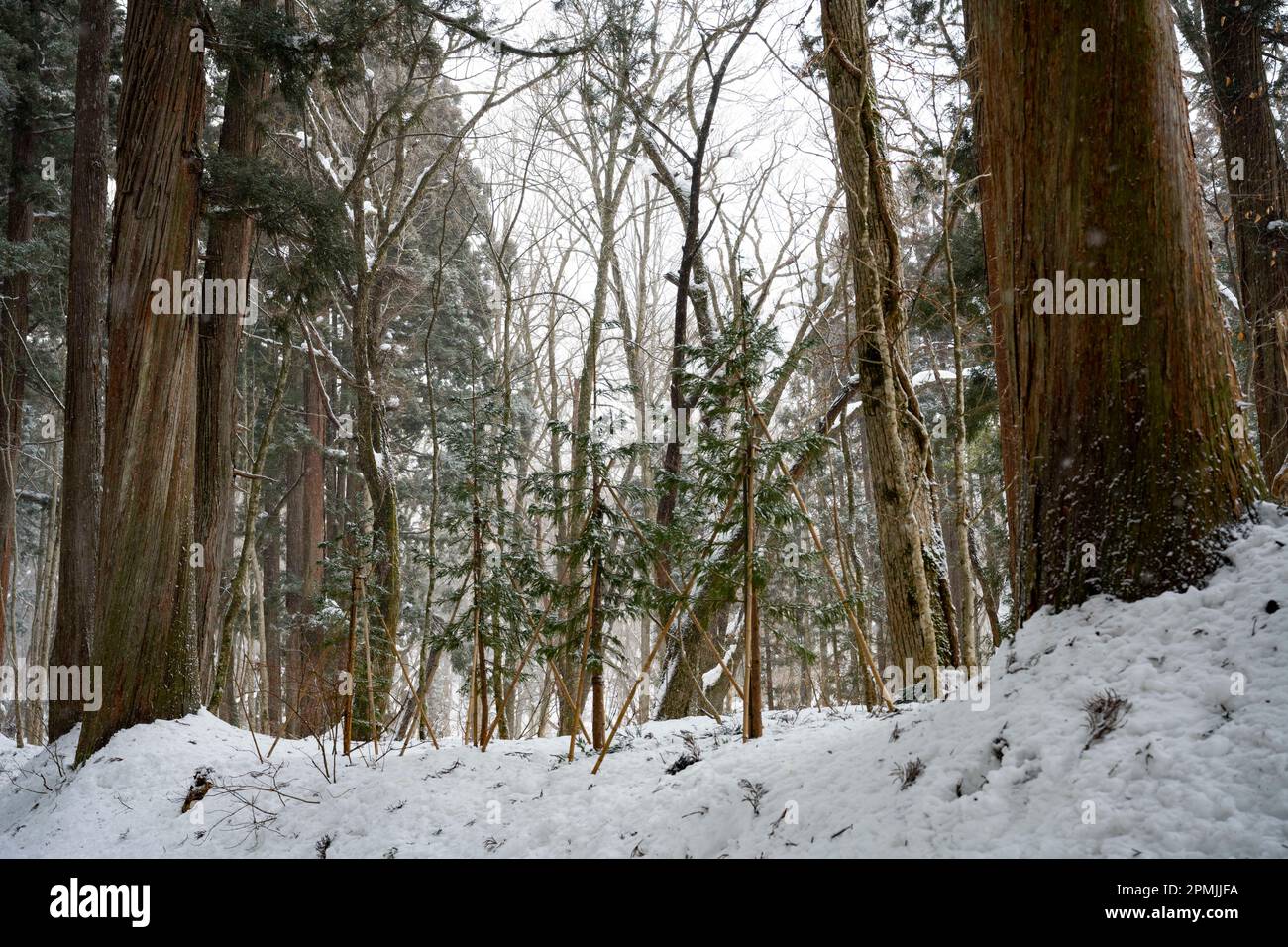 Togakushi, Präfektur Nagano, Japan. 13. Februar 2023. Schneebedeckte ...