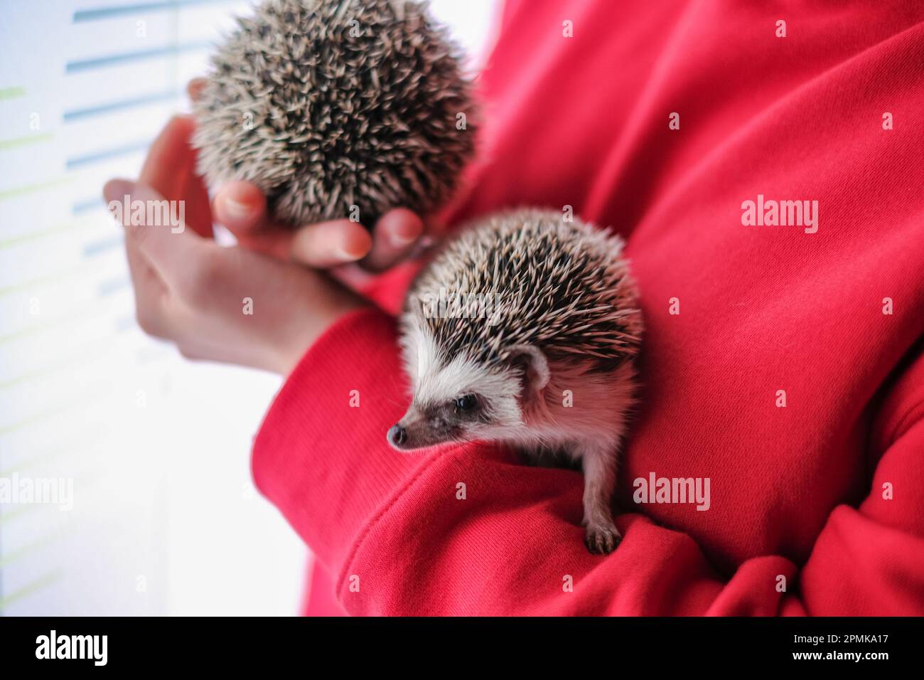 Frau igelball hand -Fotos und -Bildmaterial in hoher Auflösung – Alamy