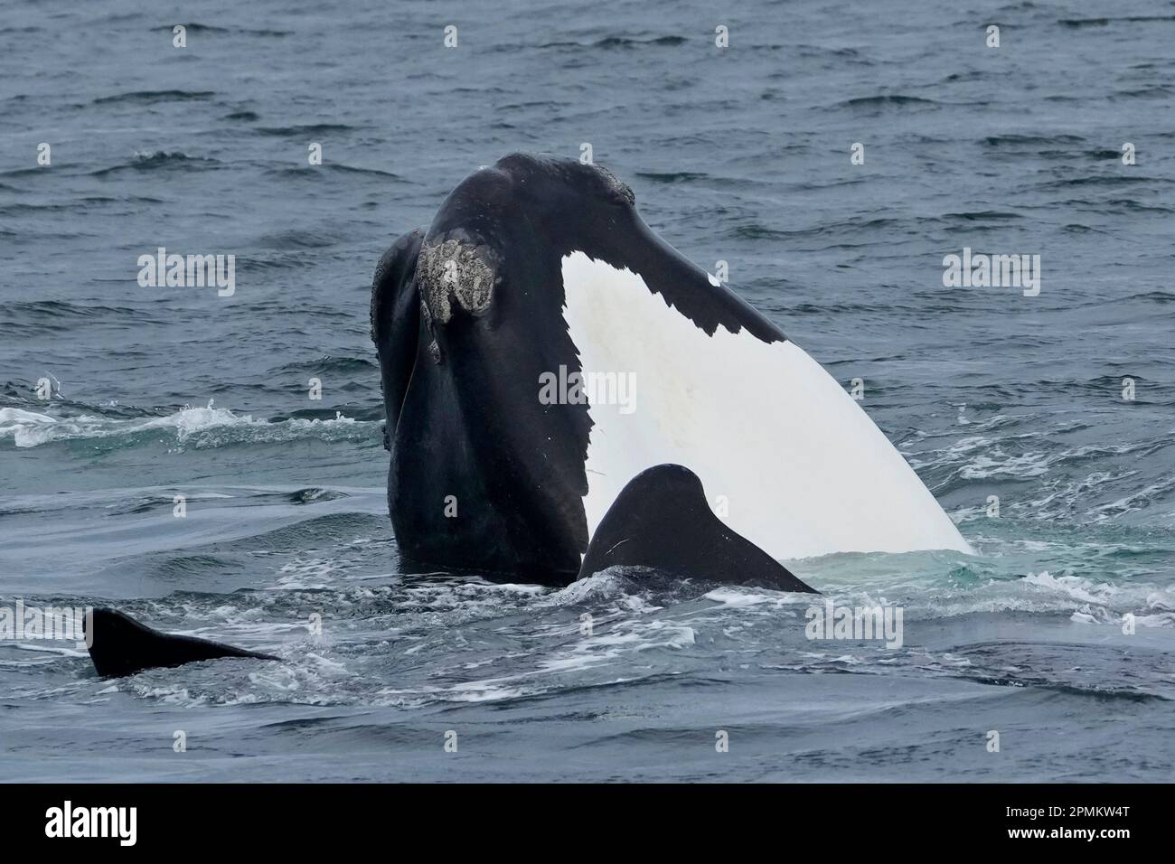 A North Atlantic right whale surfaces, revealing the unique markings on ...