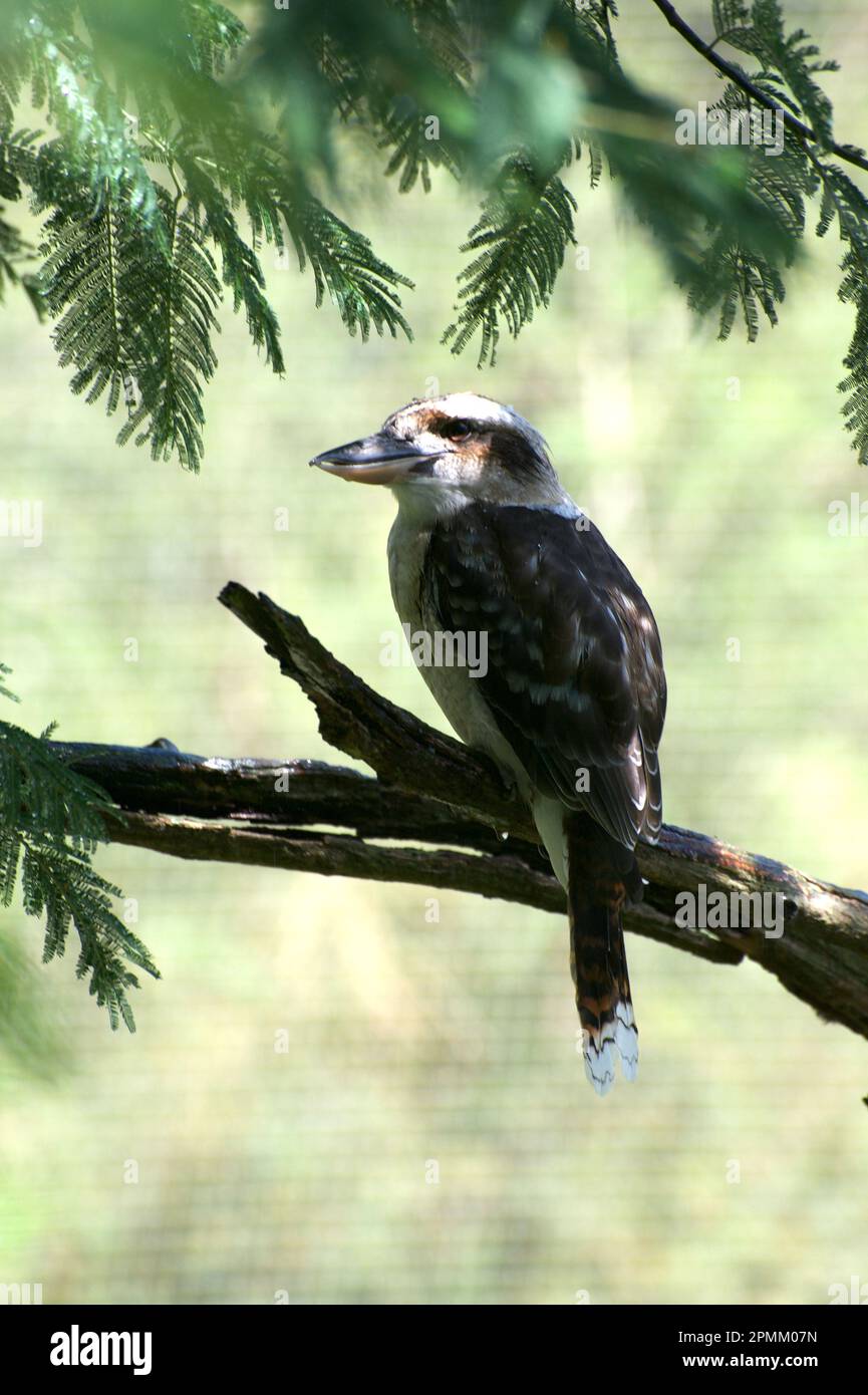 Flechtwedel -Fotos und -Bildmaterial in hoher Auflösung – Alamy