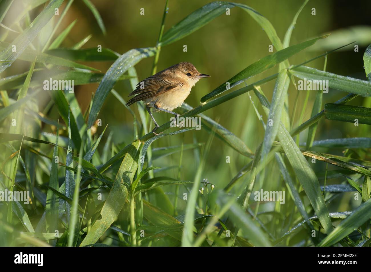 Acrocephalus stentoreus -Fotos und -Bildmaterial in hoher Auflösung – Alamy