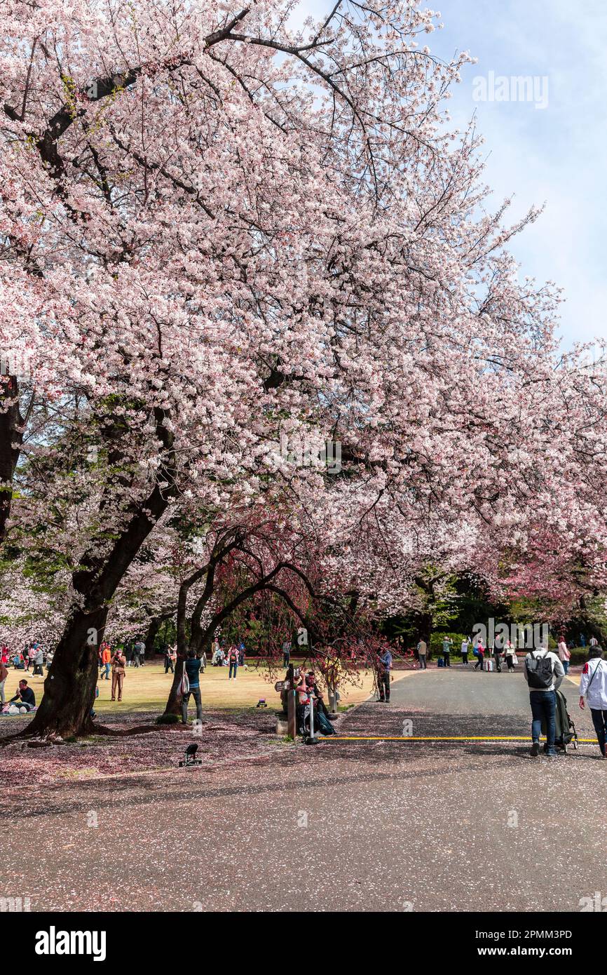 Kirschblüten Tokio, April 2023 und Kirschblüten im Shinjuku Gyoen Park im Zentrum von Tokio ...