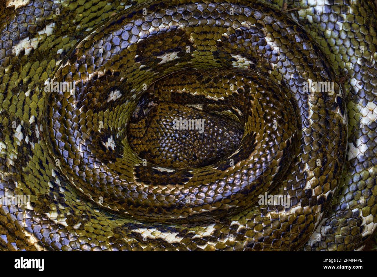 Madagaskar und nicaragua -Fotos und -Bildmaterial in hoher Auflösung ...