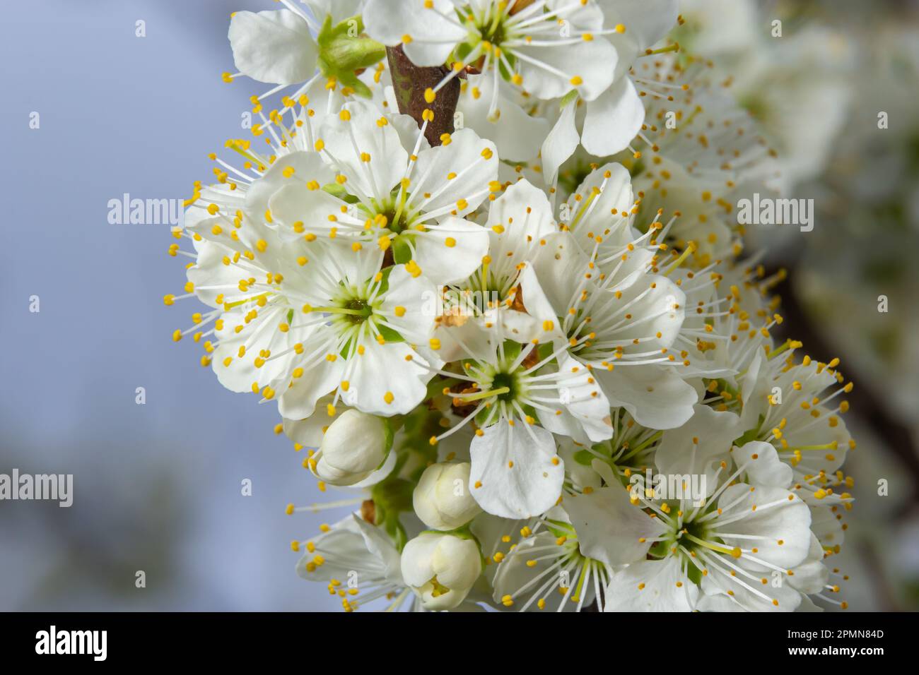 Chinesische pflaumenblüte -Fotos und -Bildmaterial in hoher Auflösung ...