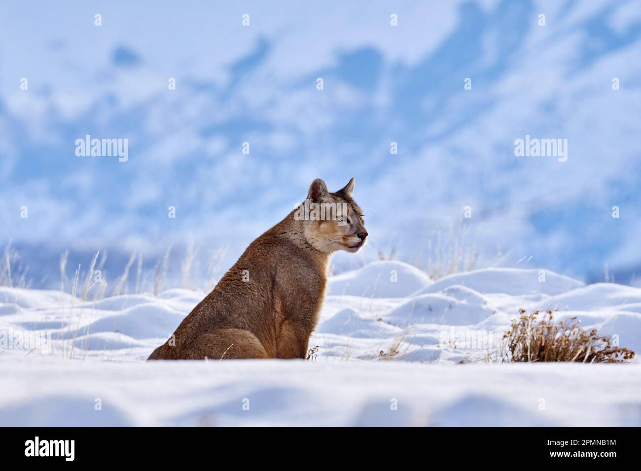 Puma isst Guancao-Kadaver, Skelett im Mund, Maulkorb mit Zunge ...