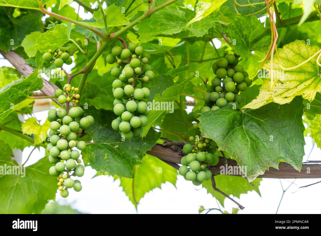 Grape vine trellis -Fotos und -Bildmaterial in hoher Auflösung – Alamy