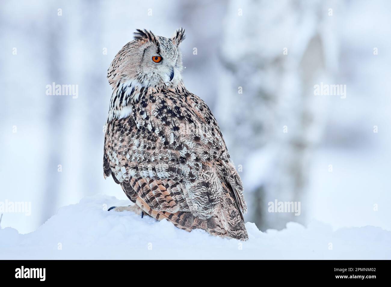 Winterszene mit großer östlicher Eule im natürlichen Taiga-Habitat ...