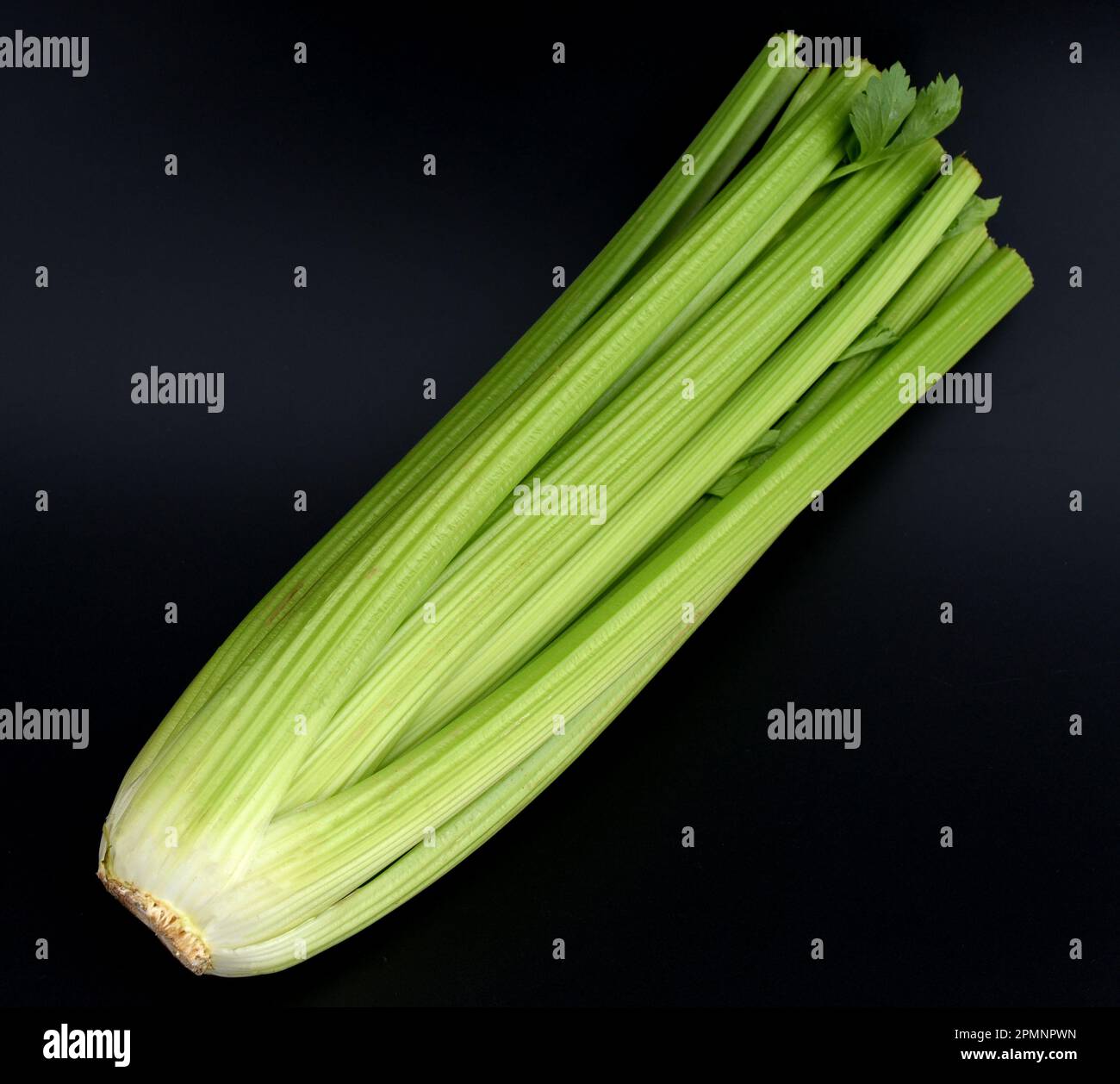 Staudensellerie, Sellerie Apium graveolens, ist eine wohlschmeckende ...