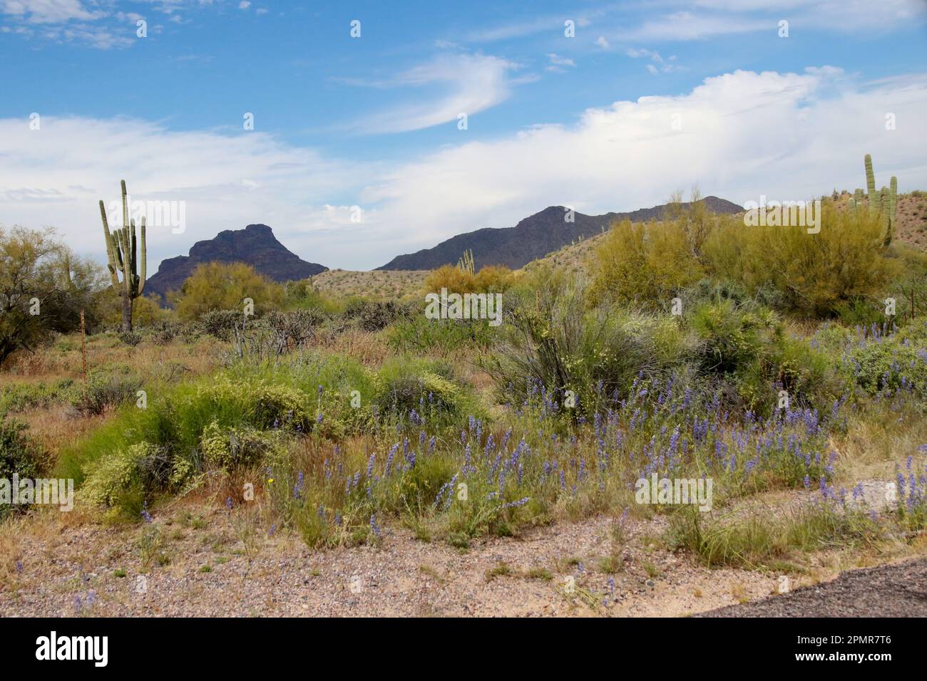 Arizona lupinen -Fotos und -Bildmaterial in hoher Auflösung – Alamy