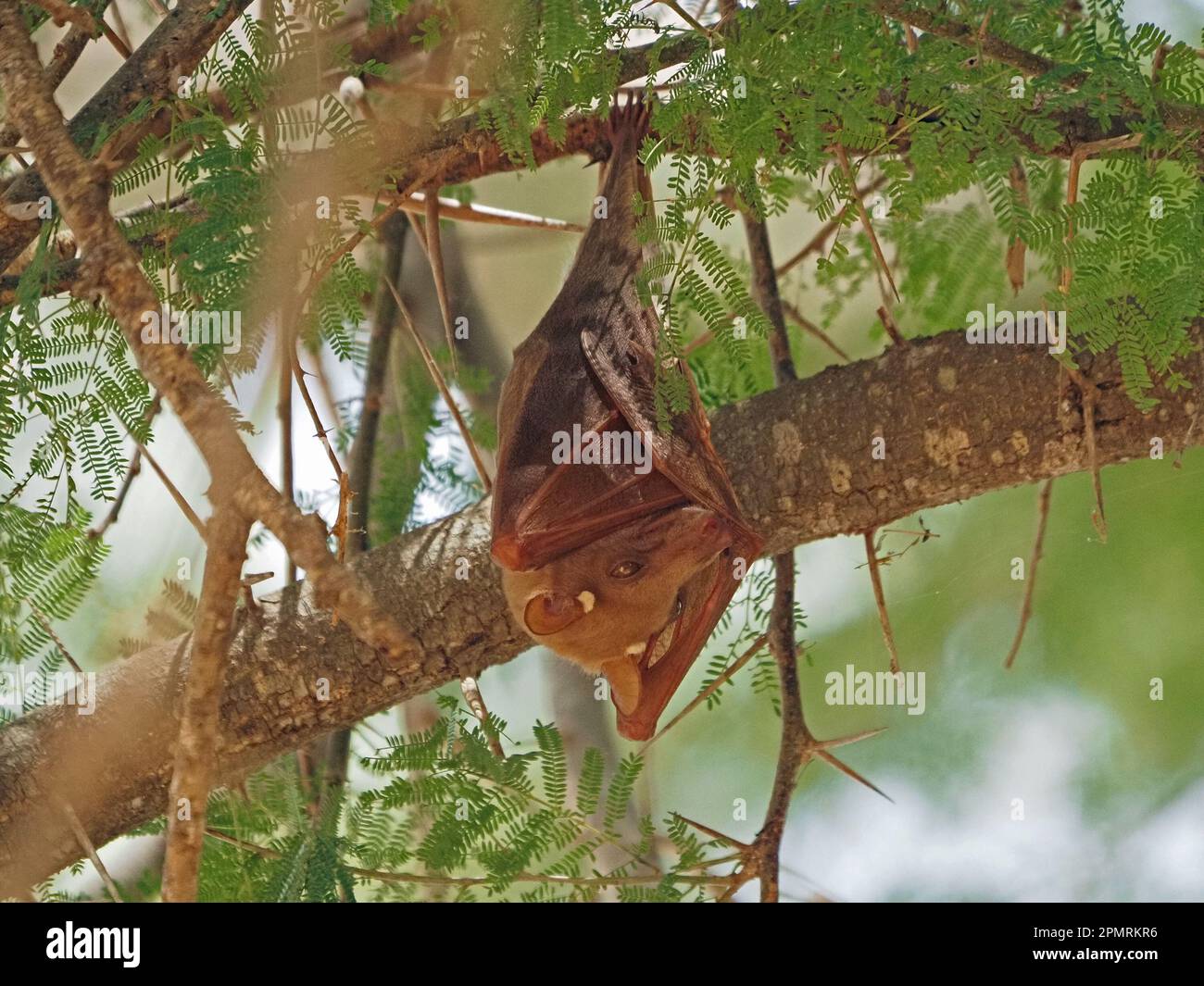 Großer Wahlbergs epaulettierte Fledermaus ( Epomophorus wahlbergi) mit ...