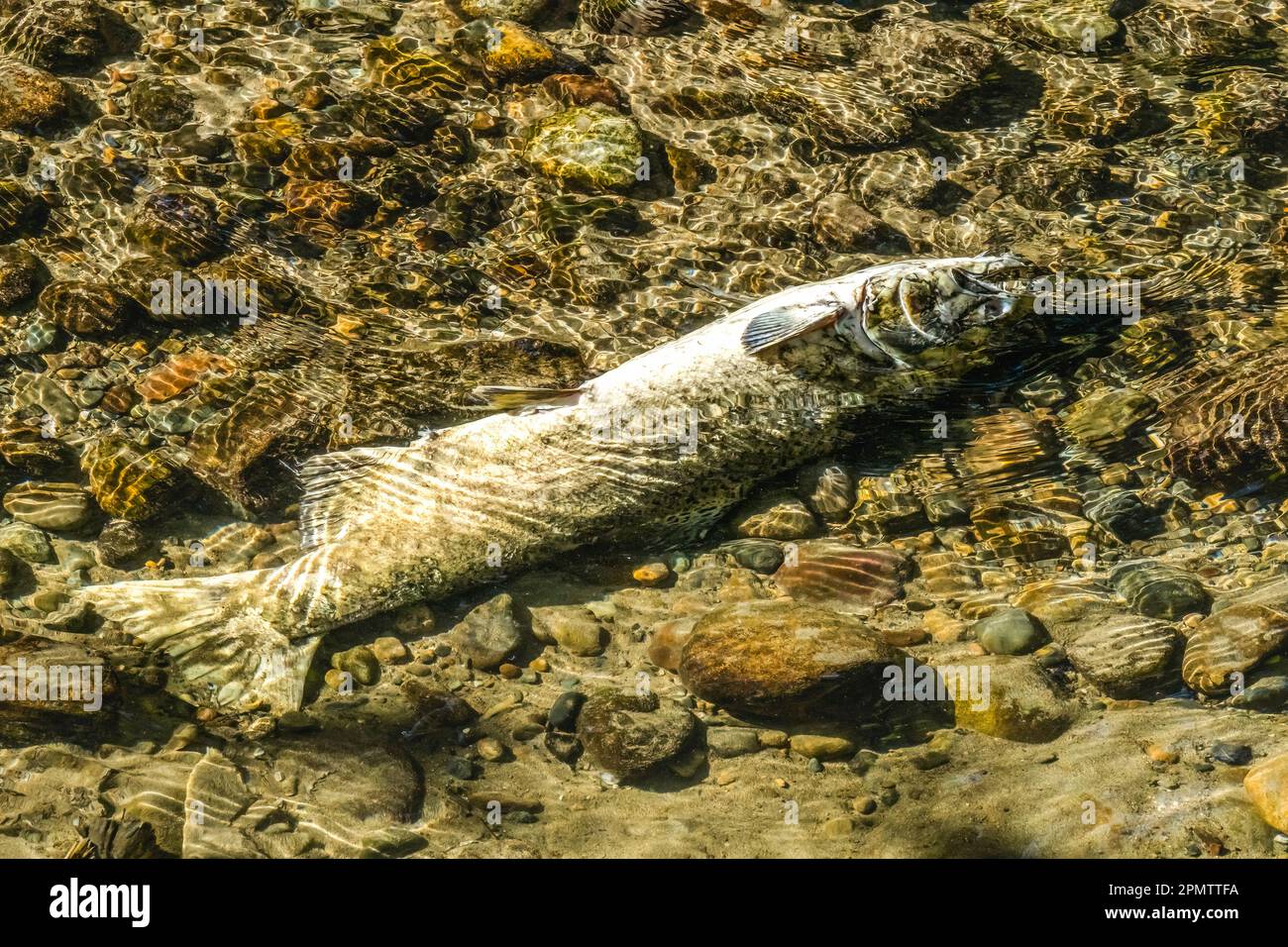 Toter Chinook, Lachs, Issaquah Creek Hatchery, Washington. Lachse ...