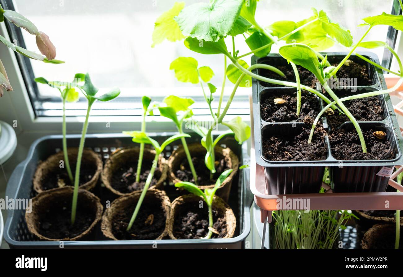 Setzlinge von Gurken und Zucchini in Torfgläsern zum Anpflanzen auf ...