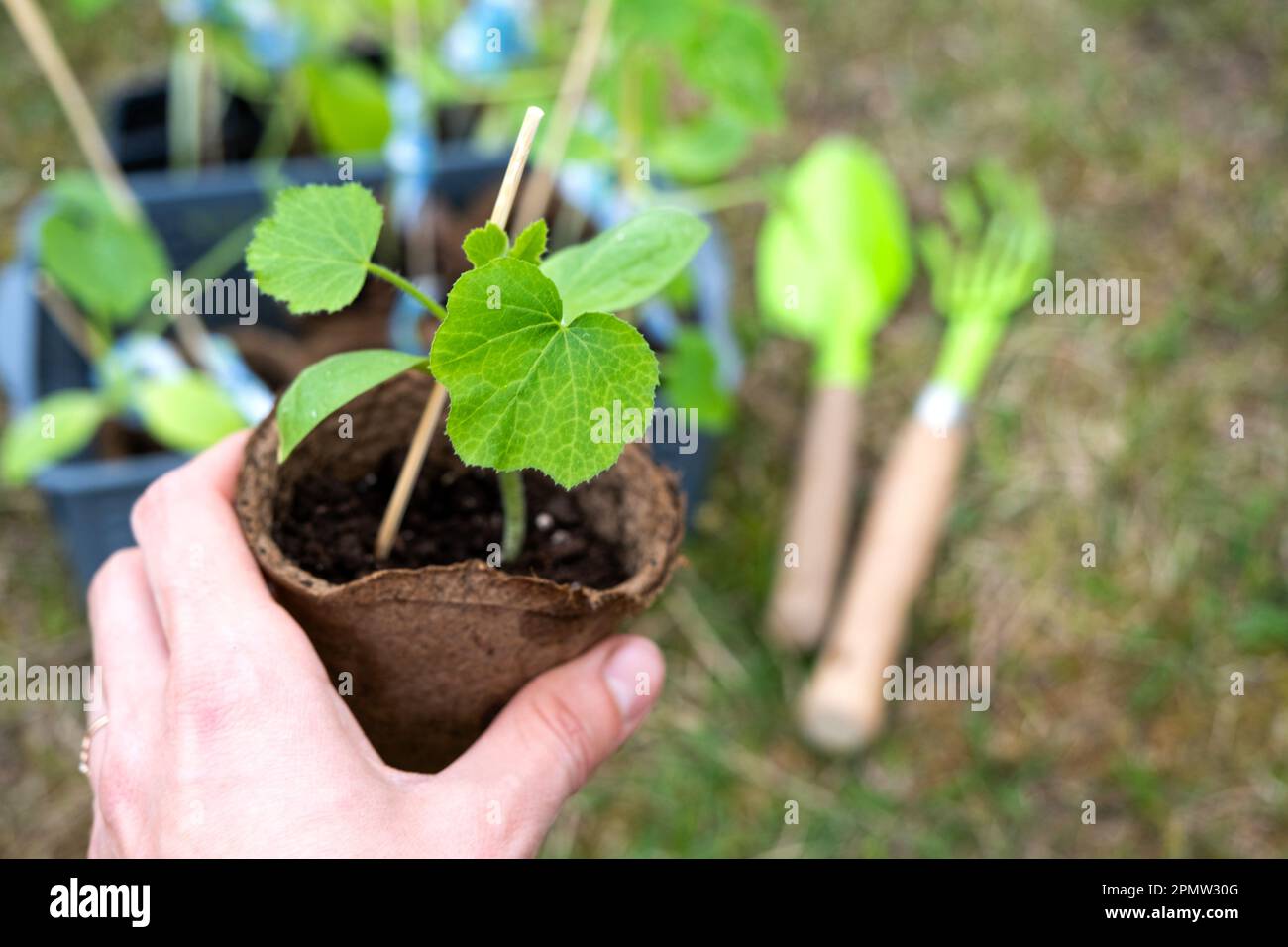 Setzlinge von Zucchini in Torfgläsern zur Anpflanzung auf einem ...