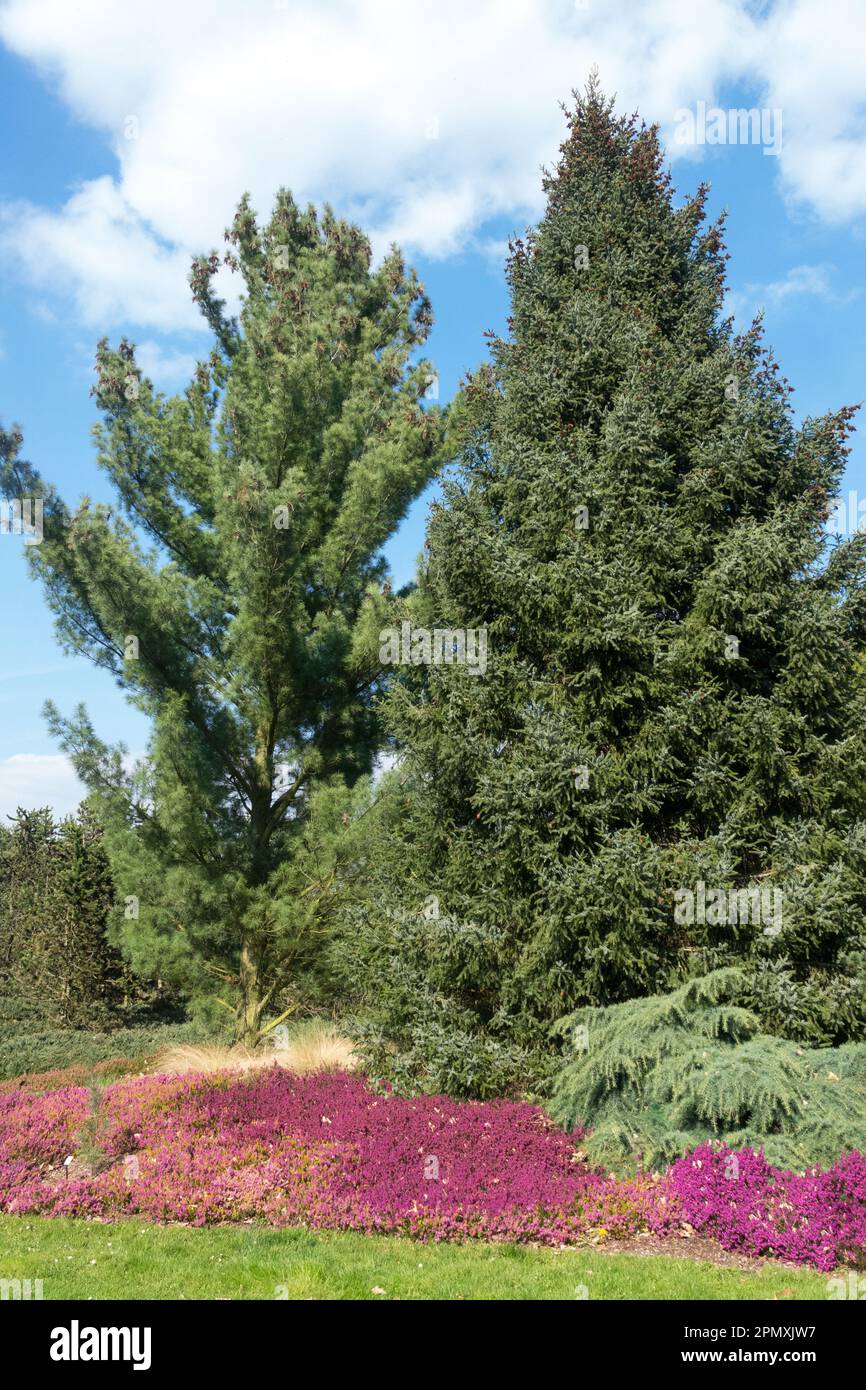 Pinus strobus pyramidata -Fotos und -Bildmaterial in hoher Auflösung ...