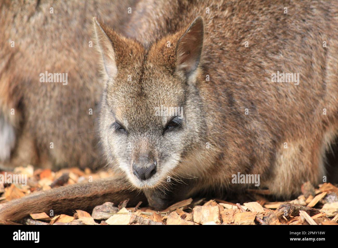 Dividing herbs -Fotos und -Bildmaterial in hoher Auflösung – Alamy
