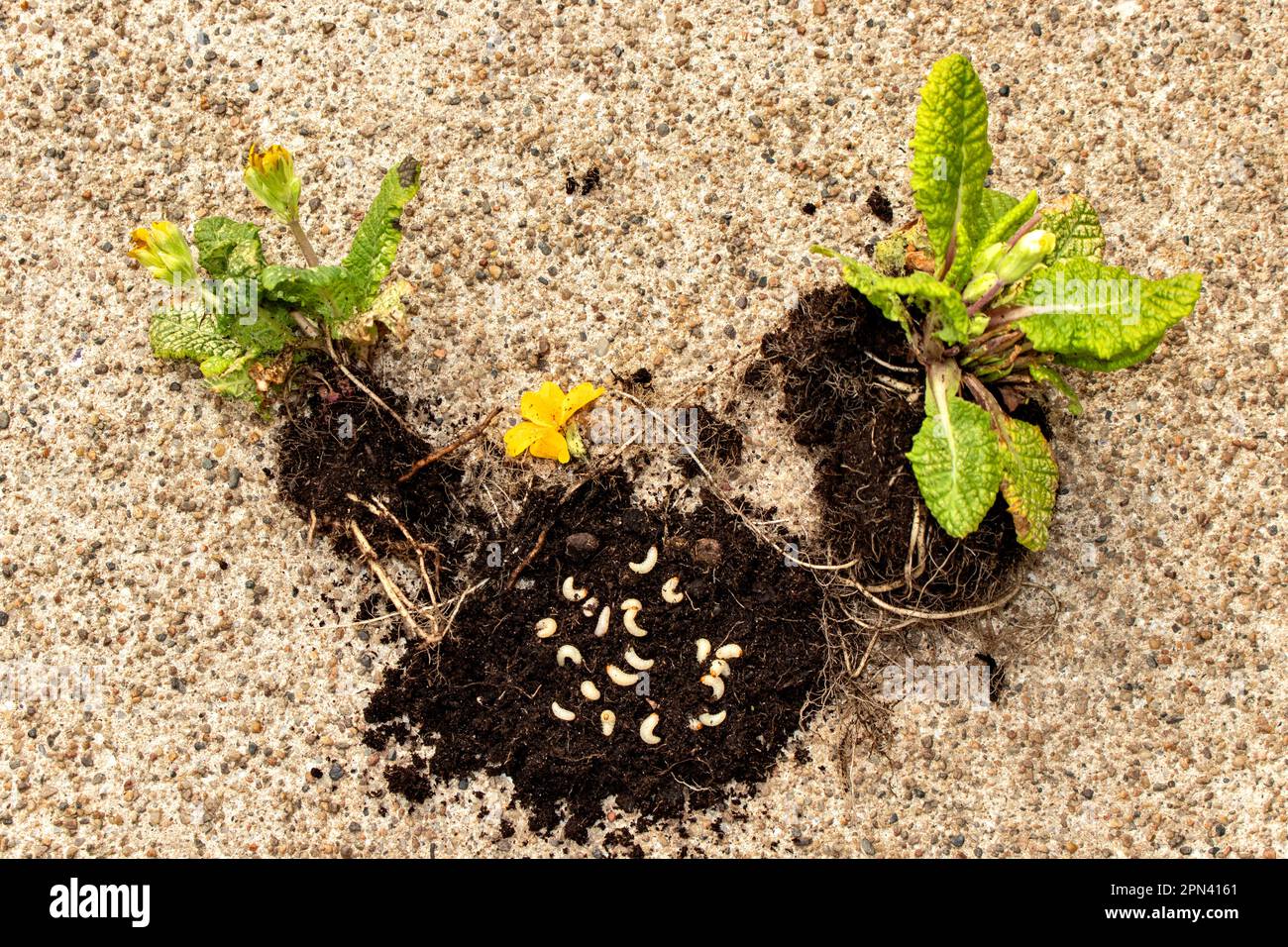 Pflanzen von Rine Weevil Otiorhynchus sulcatus Primula, die durch die ...