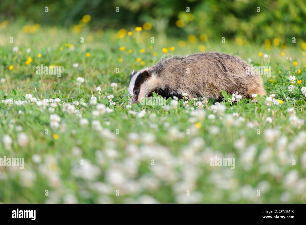 Eurasischer dachs meles meles cub -Fotos und -Bildmaterial in hoher ...